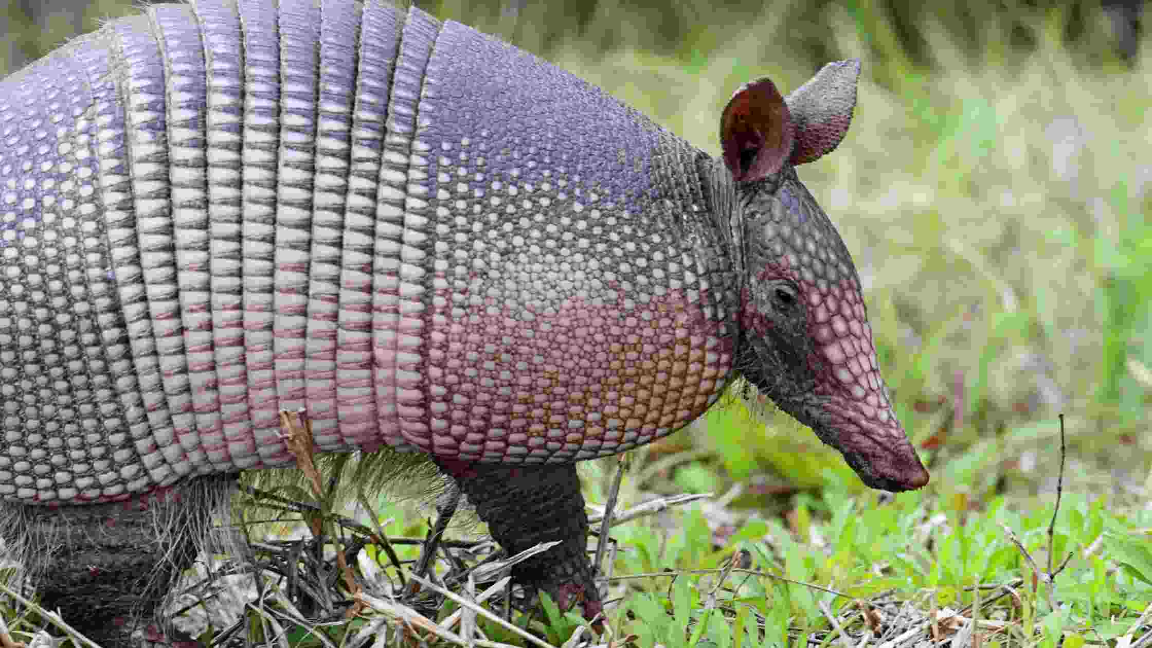 How To Get Rid Of Armadillos Under Deck [Stay Pest Free!]