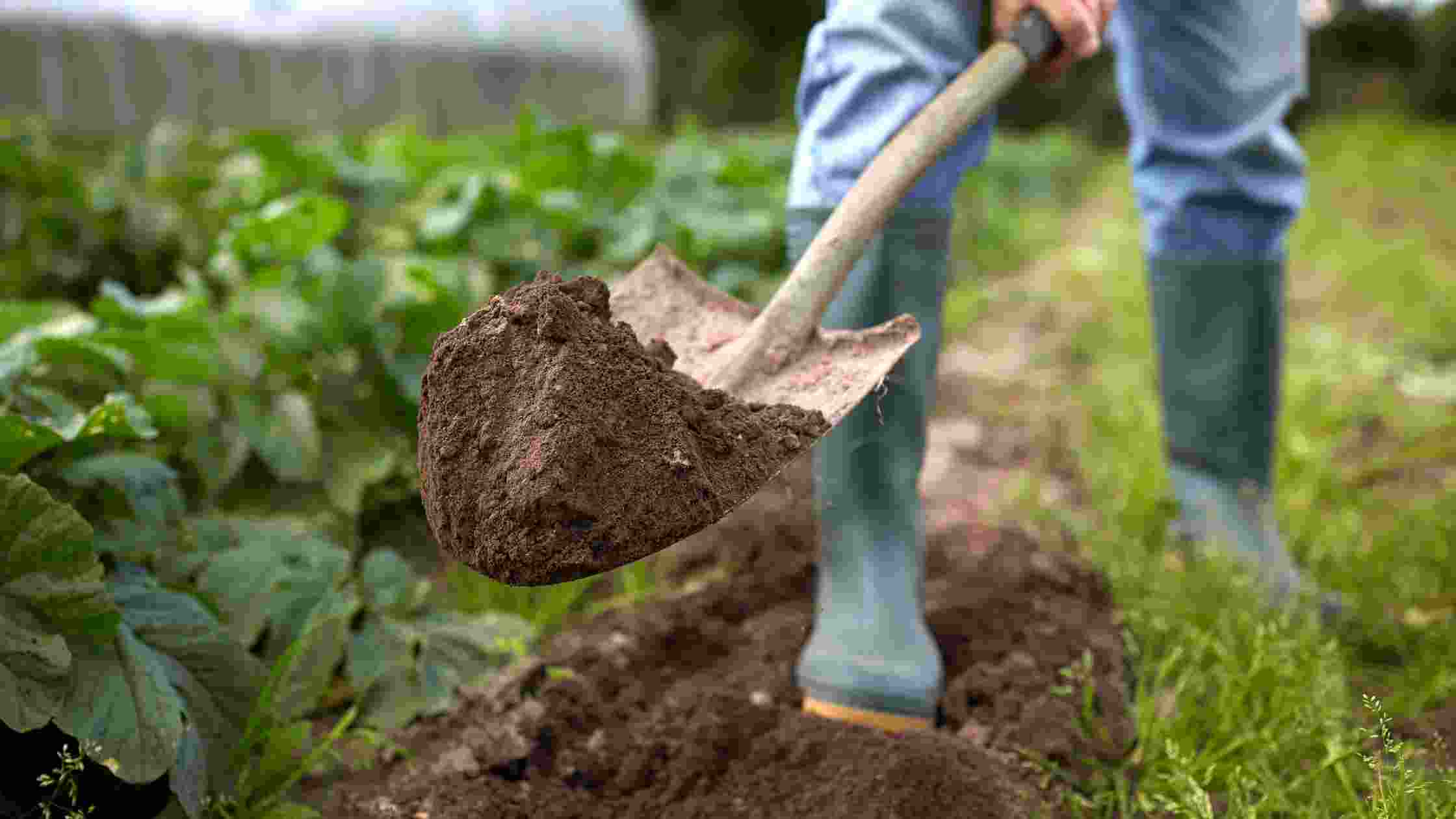 Best Shovel For Digging: 5 Top Picks For Gardening In 2025