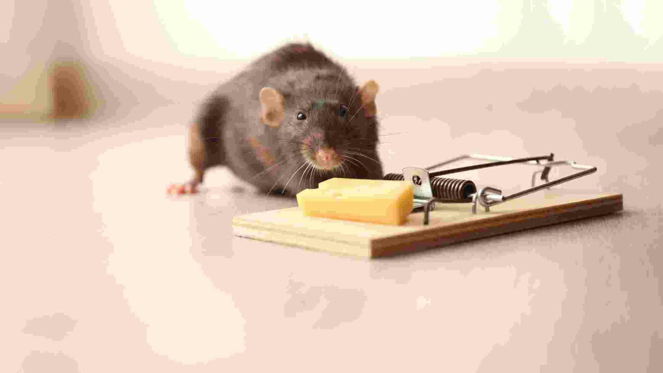 Best Rat Bait: Top 5 Effective Options for Rodent Control in 2025 ...